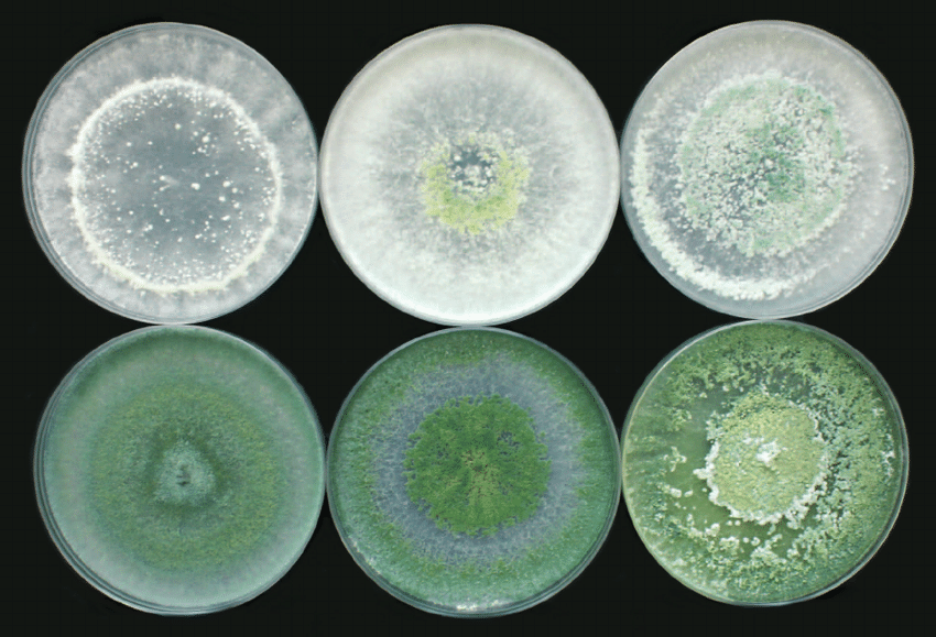 Trichoderma: Bio-Fungicide? Bio-Fertilizer? - Microbial Applications, Inc